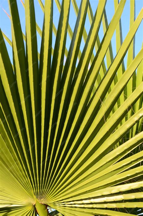 Premium Photo Lines And Textures Of Green Palm Leaves