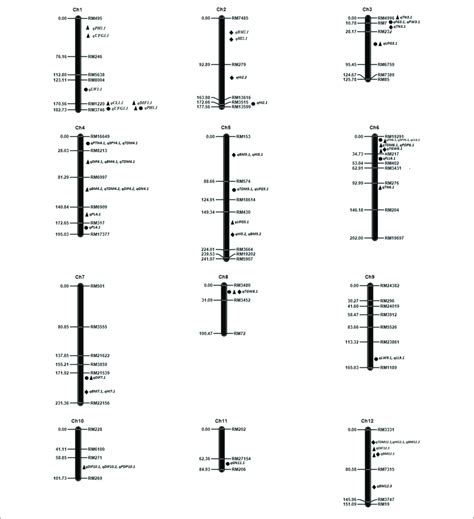 Molecular Linkage Map Of 12 Chromosomes With Position Of Quantitative