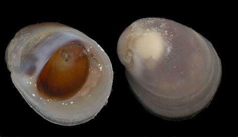The Neritid Snail Bathynerita Naticoidea Food Breakfast Desserts
