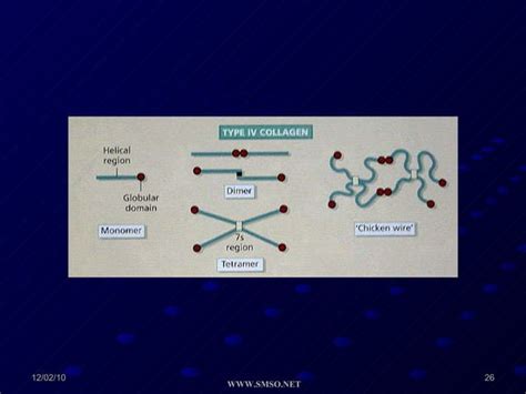 Dermo Epidermal Junction Ppt Chemistry Science