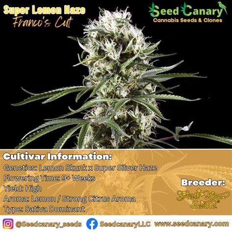 Super Lemon Haze Francos Cut Rooted Clone Seed Canary