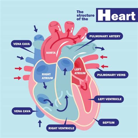 180개 이상의 우심실 스톡 일러스트 Royalty Free 벡터 그래픽 및 클립 아트 Istock