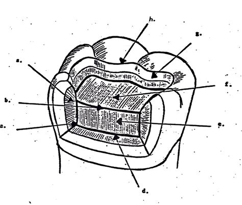 Expanded Function Midterm Diagram Quizlet