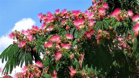 Mimosa Tree 3 Benefits Of Growing Mimosa Trees 2025 Masterclass