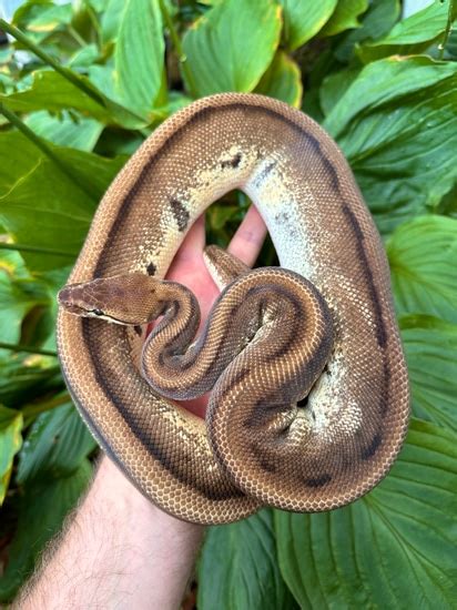 Orange Dream G Stripe Ball Python By Phd Pythons