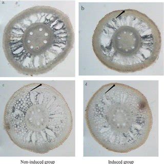 Cross Section At The Base Of Old And New Roots Collected Cm From The Download Scientific