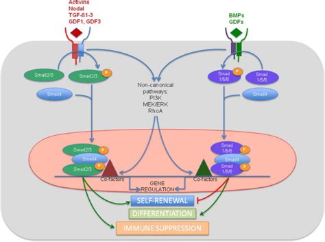 Schematic representation of TGF β and BMP signaling Upon ligand