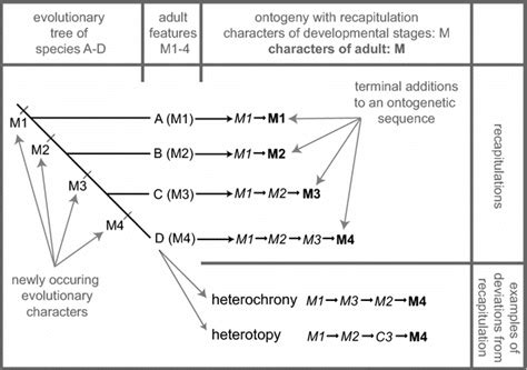 A Consistent Pattern Of Terminal Addition In The Evolution Of