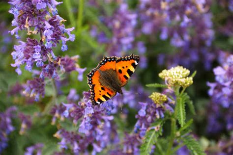 Growing Catnip Planting Care Tips Kellogg Garden Organics