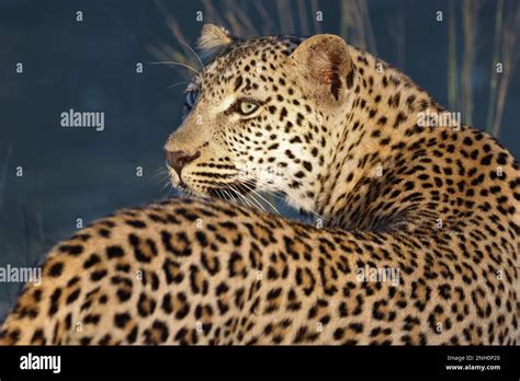 Leopard Was Originally Given To The Cat Now Called Cheetah Hi Res Stock