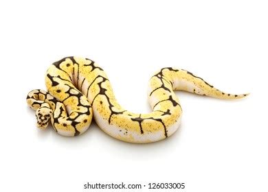 62 Bumble Bee Python Royalty Free Images Stock Photos Pictures Shutterstock