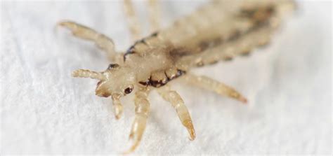 About Lice And Their Control Managing Pests In Schools Us Epa