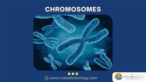 Chromosomes Definition Structure Types Model Functions
