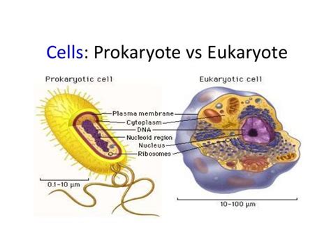 Prokaryotes And Eukaryotes