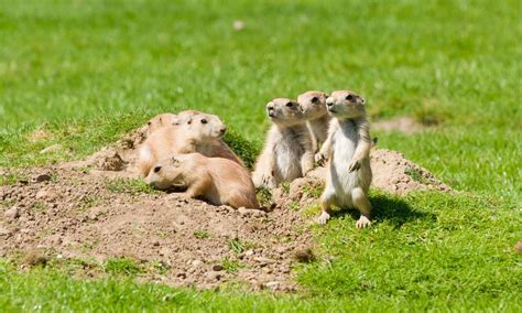 8 Surprising Prairie Dog Facts Stories Wwf