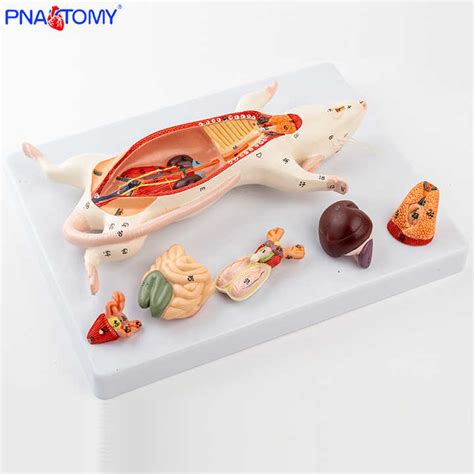 Rat Anatomy Model Detailed Internal Organ Structure