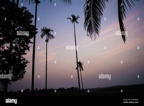 Betelnut Trees In Assam India Betelnut Farming In Village Of North