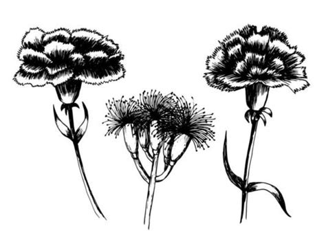 Page 2 Carnation Line Drawing Vector Art Icons And Graphics For Free Download