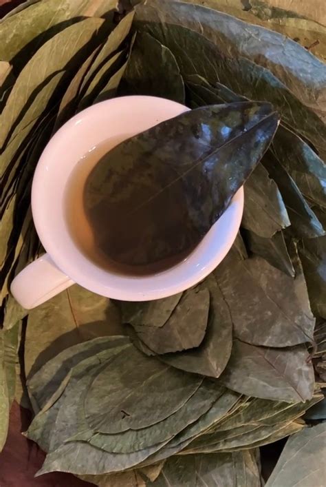 Soursop Tea Soursop Leaves Soursop Powder Artofit