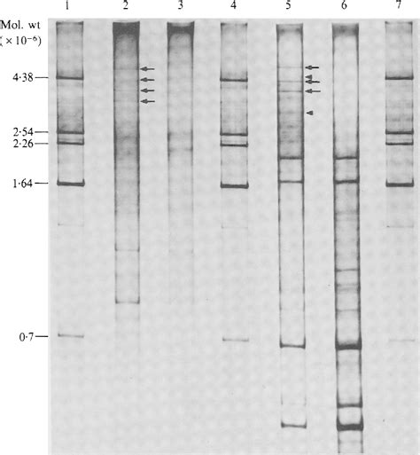 Apple Stem Grooving Virus Semantic Scholar