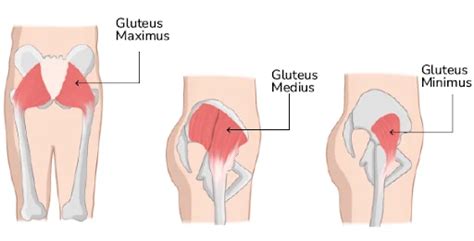 Gluteus Medius Maximus Minimus