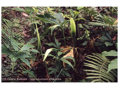 Pinellia Pedatisecta