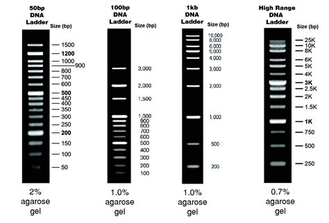 Ridacom Comprehensive Bioscience Supplier High Range Dna Ladder