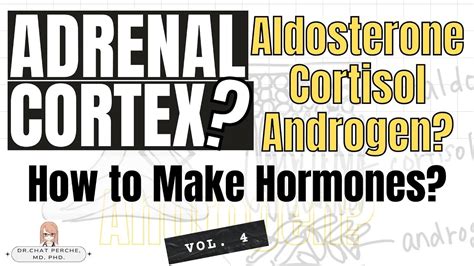 【easy 】anatomy And Hormone Synthesis Aldosterone Cortisol Androgens