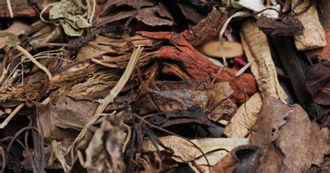 Top Chinese Herbs For Urinary Incontinence You Should Know
