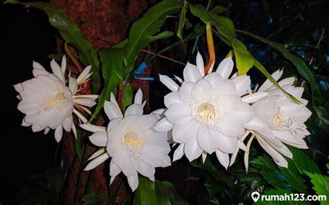 Bunga Wijaya Kusuma Mekar Pertanda Apa Ini Menurut Primbon Jawa