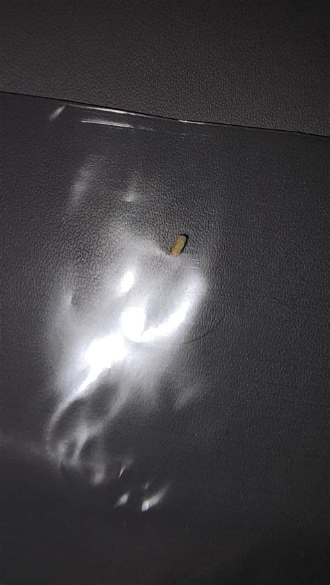 Bed Bug And Larvae Rwhatbugisthis