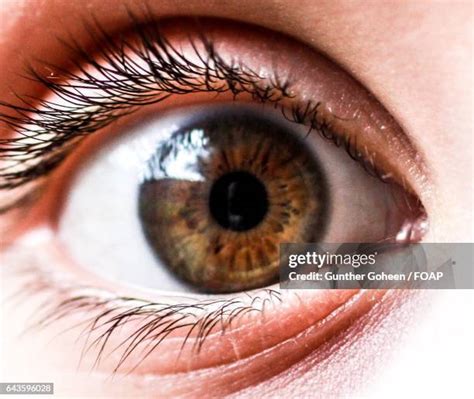 Brown Eyes Macro Photos And Premium High Res Pictures Getty Images
