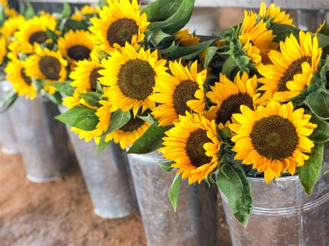 The Festive Sunflower Farm In Florida Where You Can Cut Your Own