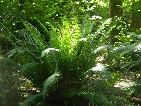Polystichum Munitum Western Swordfern Us Forest Service Research And Development