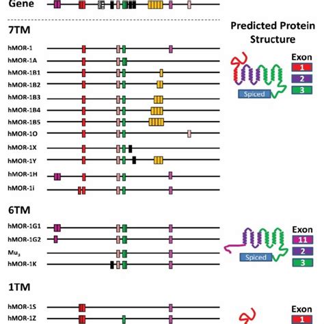 Schematic Of The Human Oprm1 Gene Structure And Alternative Splicing Download Scientific