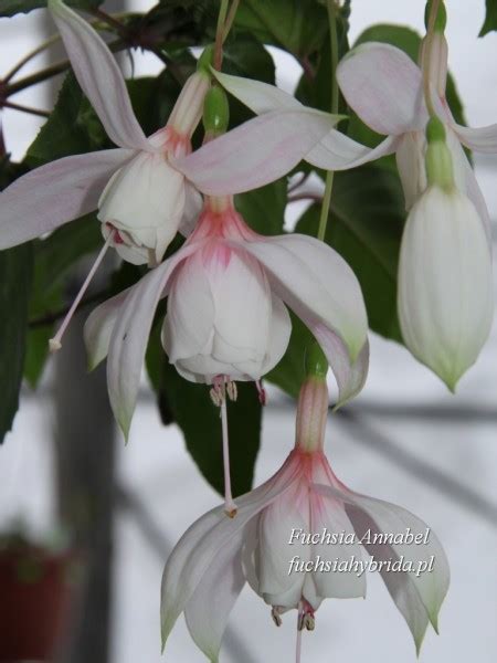 Fuchsiahybridapl