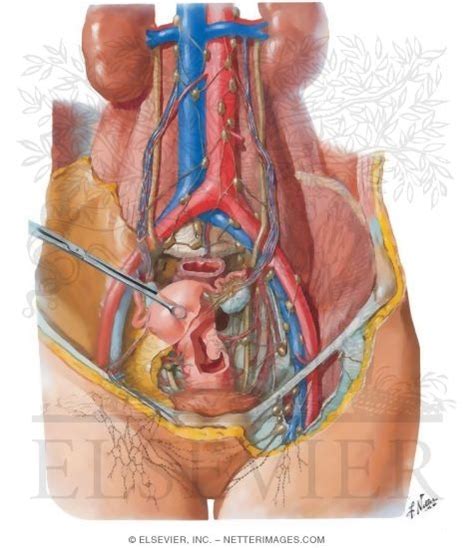Female Pelvic Anatomy Netter