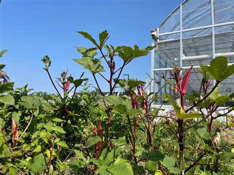 Seed Stewardship Hand Pollination And Wet Seed Processing