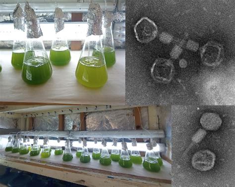 Proyectos Línea Biotecnología En Plancton Y Una Salud