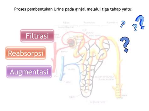 Proses Pembentukan Urine Pptx