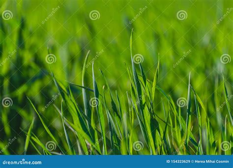 Green Grass Texture Stock Image Image Of Grassy Pattern 154323629
