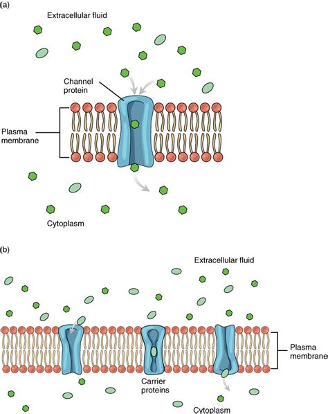 Diffusion Cell Membrane