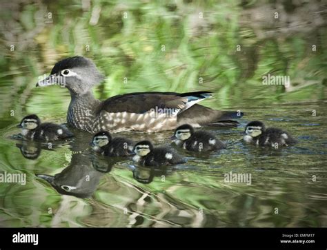 Wood Duck Chicks For Sale At Willie Poole Blog