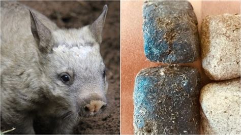Scientist Figures Out How Wombats Poop Cubes Cbc Radio