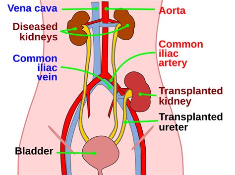 We Urgently Need More Organs for Transplantation. Science and Policy Can Come to the Rescue ...