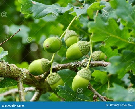 The Green Acorns Of Sessile Oak Stock Image Image Of Closeup Leaves