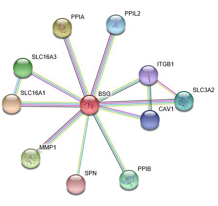 Cd147 General Information Sino Biological