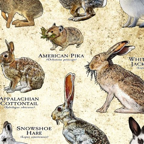 Lagomorphs Of The United States And Canada Poster Print Signed By Artist Etsy