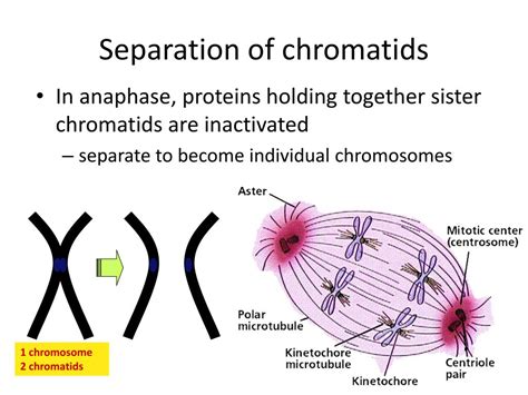 Ppt Cell Cycle And Cell Cycle Regulation Powerpoint Presentation Free