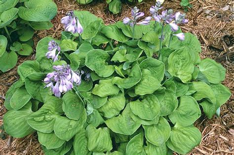 Hosta Photo Library